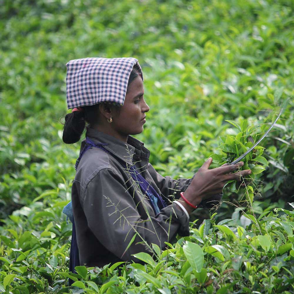 Our Story | The Tea Heaven